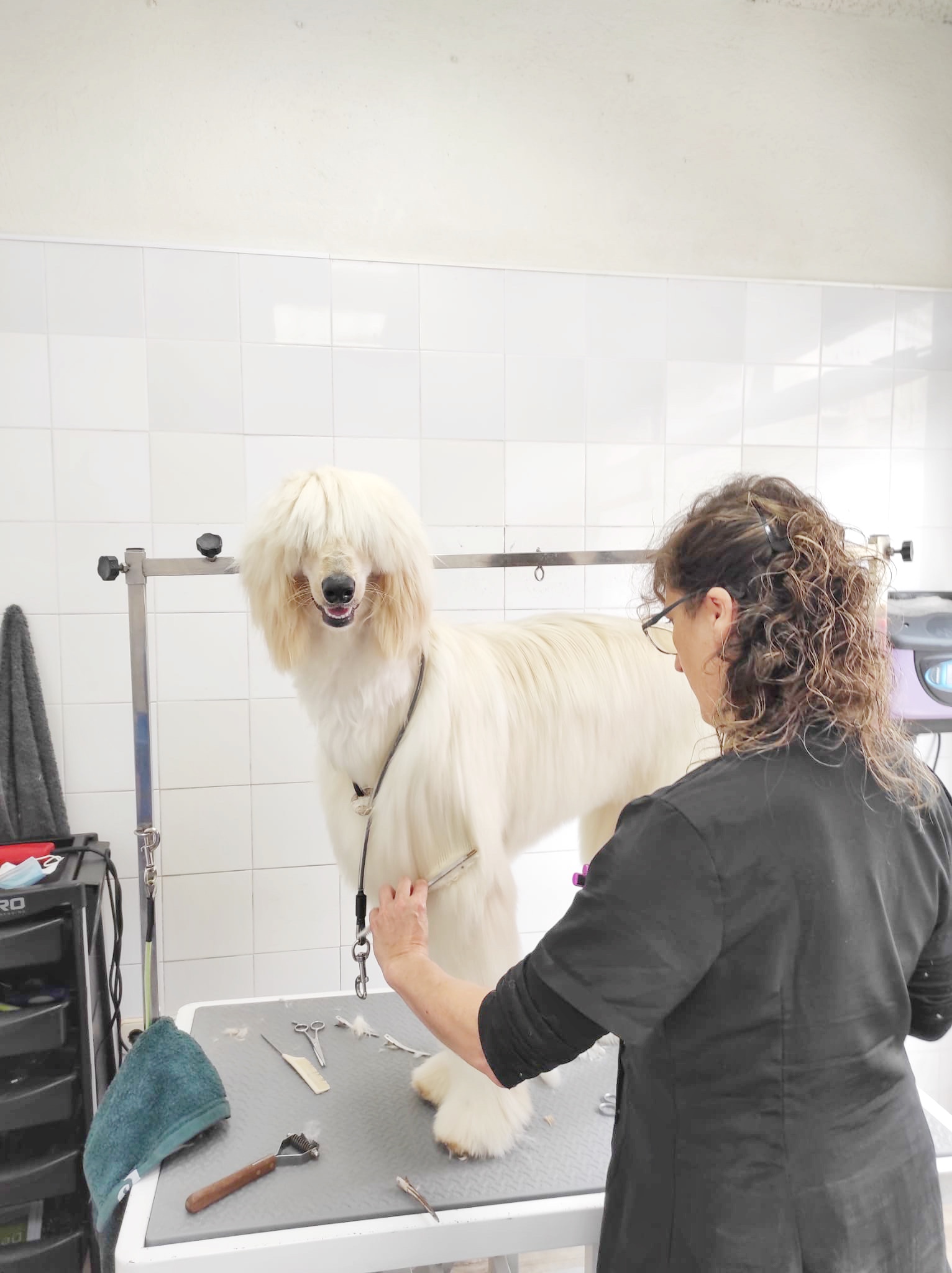 Peluquería para perros y gatos | Servicios Veterinarios Vetland